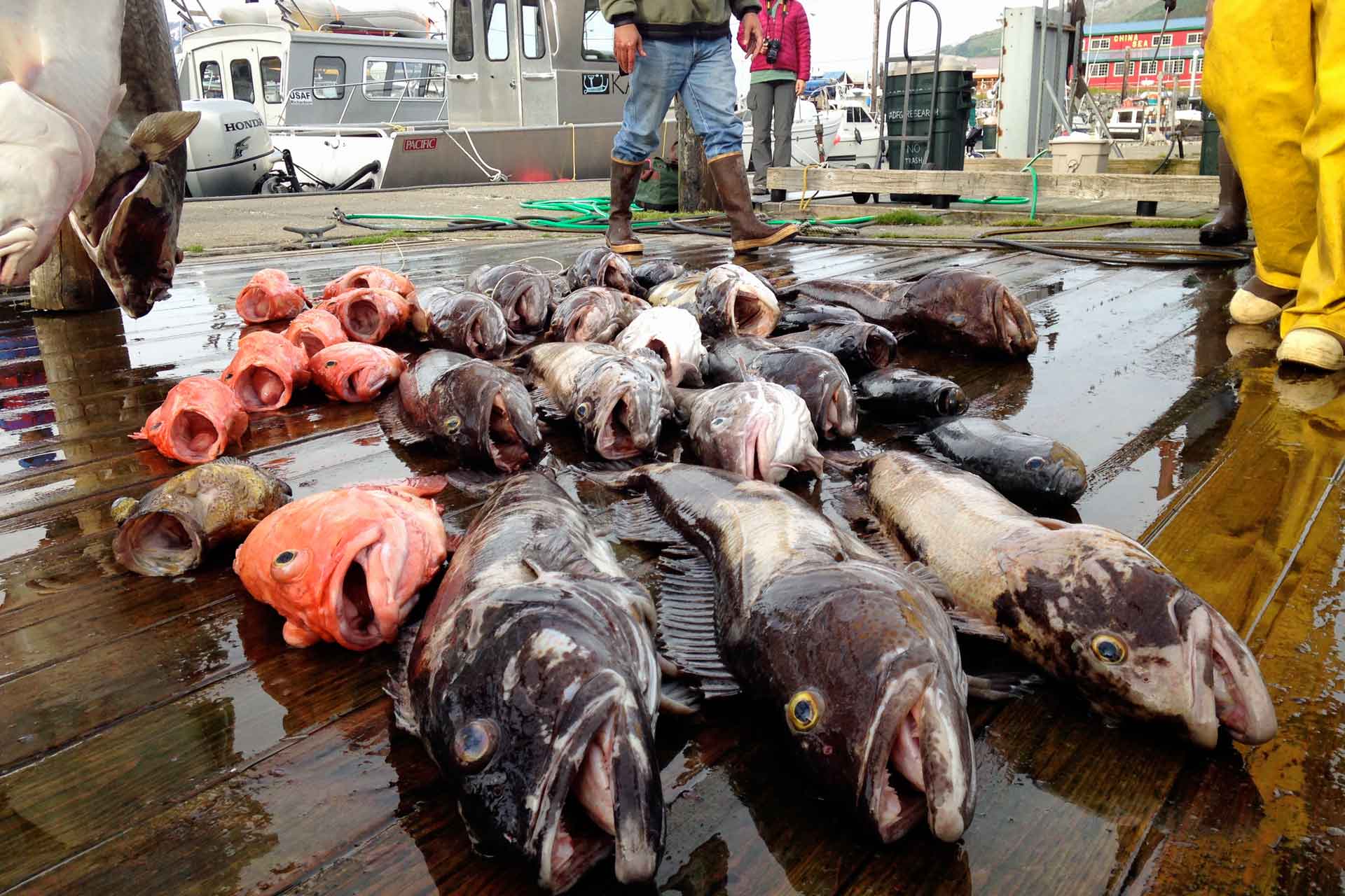 Alaska Halibut Fishing with Crazy Rays Adventures